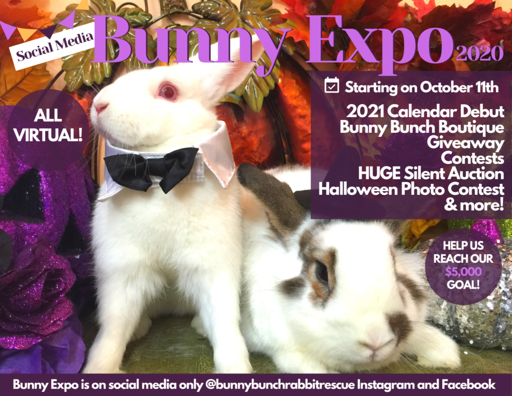 2020 Social Media Bunny Expo - The Bunny Bunch