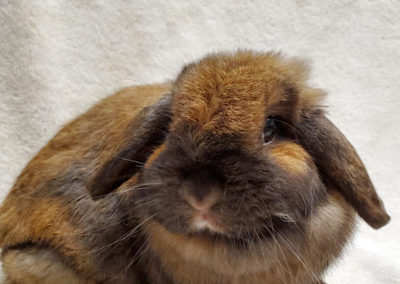 The Bunny Bunch | A Non Profit, No Kill Rabbit Rescue and Education ...