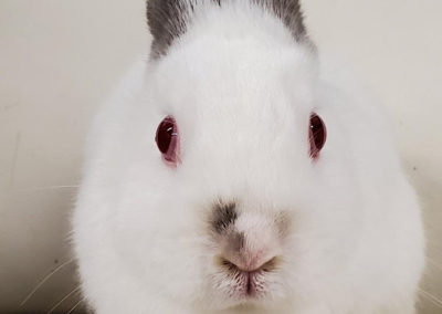 The Bunny Bunch | A Non Profit, No Kill Rabbit Rescue and Education ...