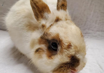 The Bunny Bunch | A Non Profit, No Kill Rabbit Rescue and Education ...