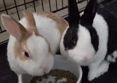 The Bunny Bunch | A Non Profit, No Kill Rabbit Rescue and Education ...