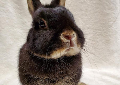 The Bunny Bunch | A Non Profit, No Kill Rabbit Rescue and Education ...