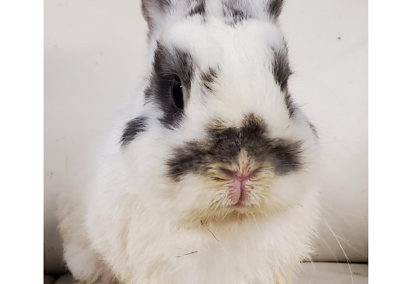 The Bunny Bunch | A Non Profit, No Kill Rabbit Rescue and Education ...