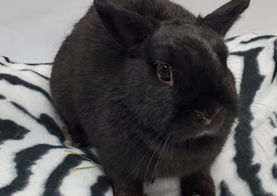 The Bunny Bunch | A Non Profit, No Kill Rabbit Rescue and Education ...