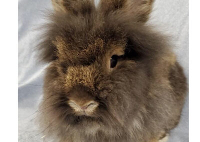 The Bunny Bunch | A Non Profit, No Kill Rabbit Rescue and Education ...