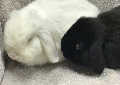 The Bunny Bunch | A Non Profit, No Kill Rabbit Rescue and Education ...