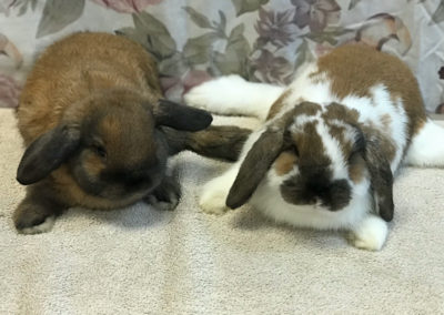 The Bunny Bunch | A Non Profit, No Kill Rabbit Rescue and Education ...