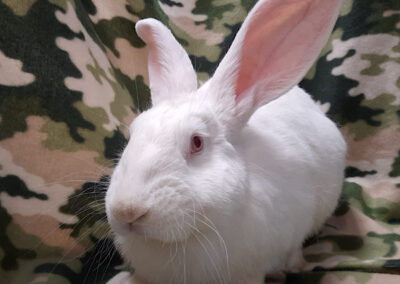 The Bunny Bunch | A Non Profit, No Kill Rabbit Rescue and Education ...