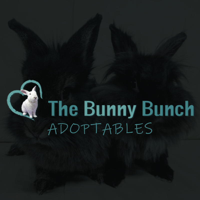 This week's adoptable buns! - The Bunny Bunch