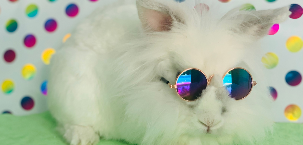 Keep Your Rabbits Cool - The Bunny Bunch