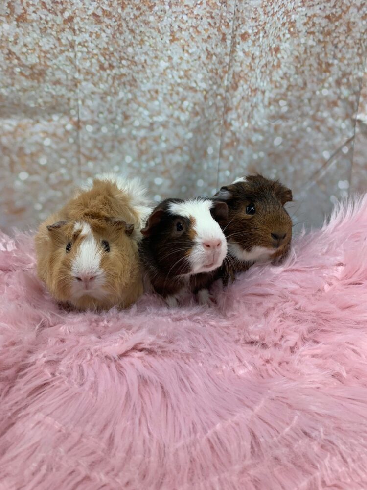 Blossom Bubbles Buttercup Bell Bunny Blush at Janelle Mayo blog