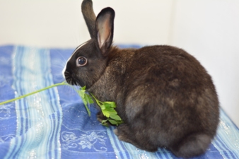 BELLA (2) - The Bunny Bunch