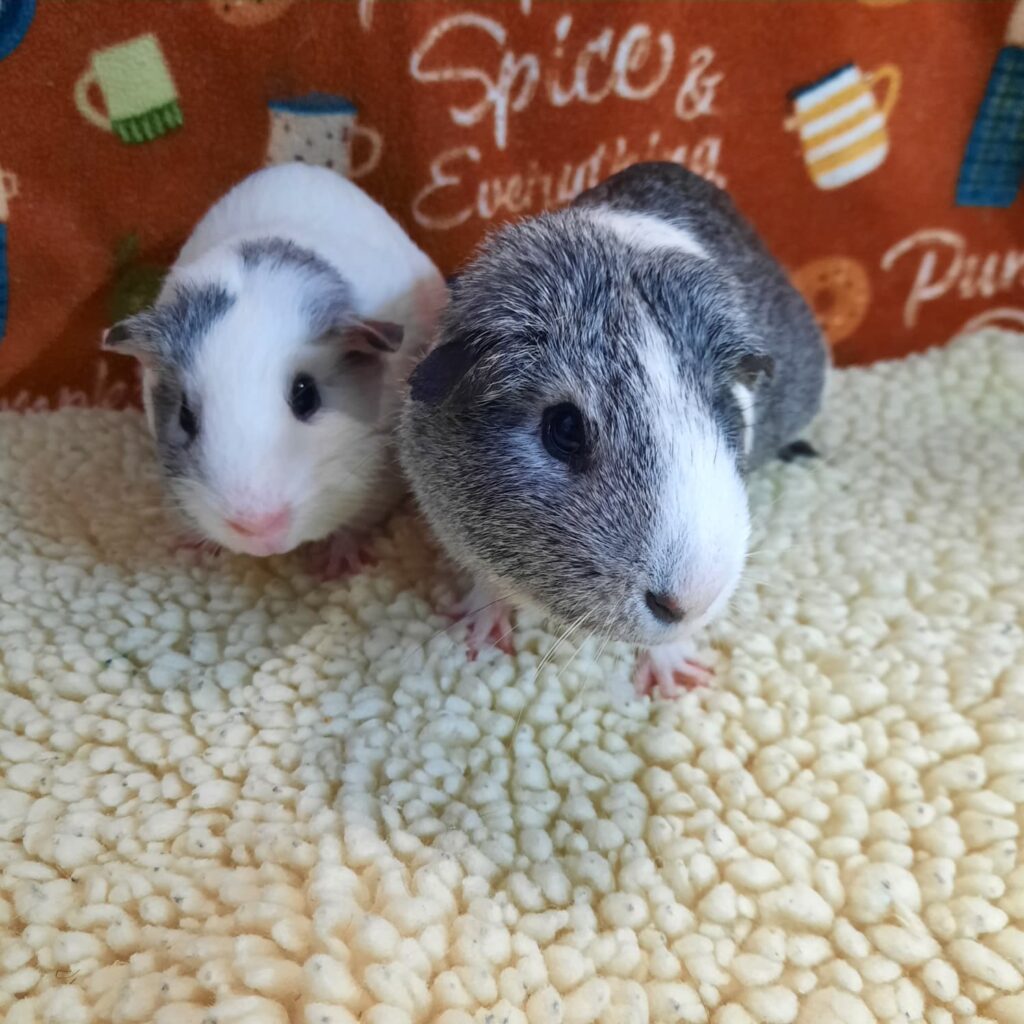 Ben & Jerry - The Bunny Bunch