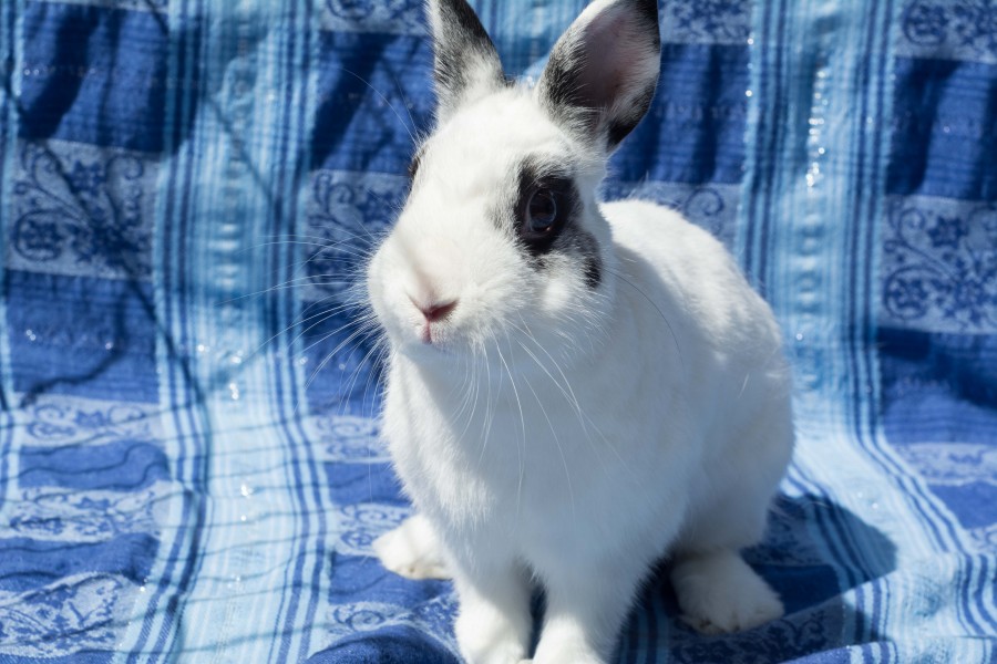 BRIDGET (3 of 9) - The Bunny Bunch