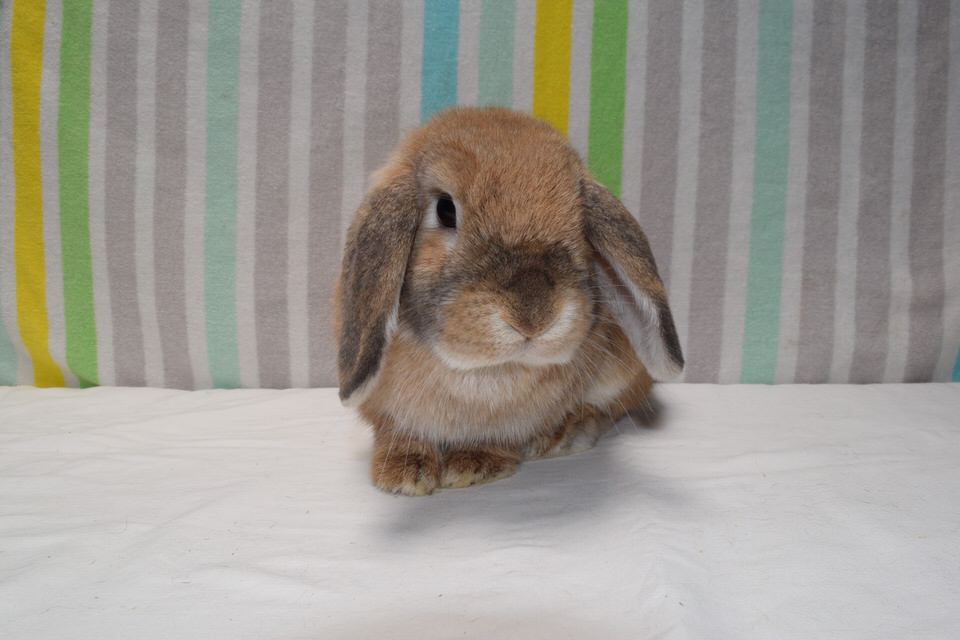 Bella - The Bunny Bunch
