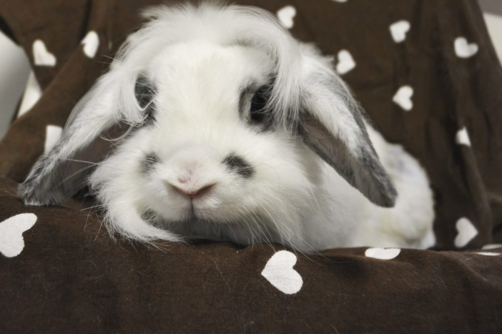 BellaBunny - The Bunny Bunch