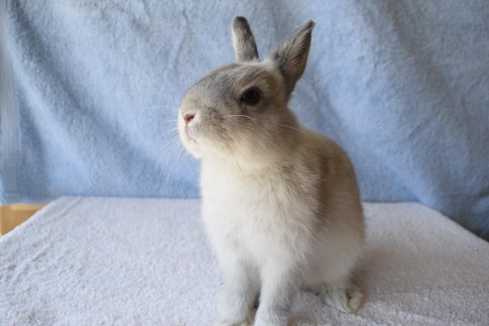 Blue - The Bunny Bunch