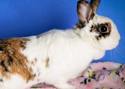 The Bunny Bunch | A Non Profit, No Kill Rabbit Rescue and Education ...