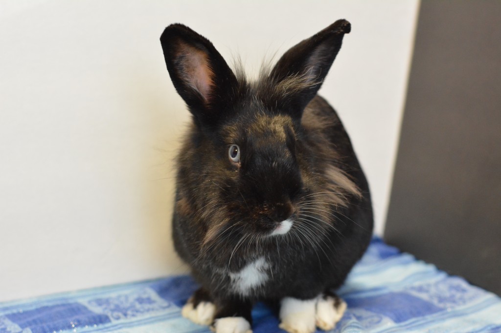 CASSIDY (11) - The Bunny Bunch