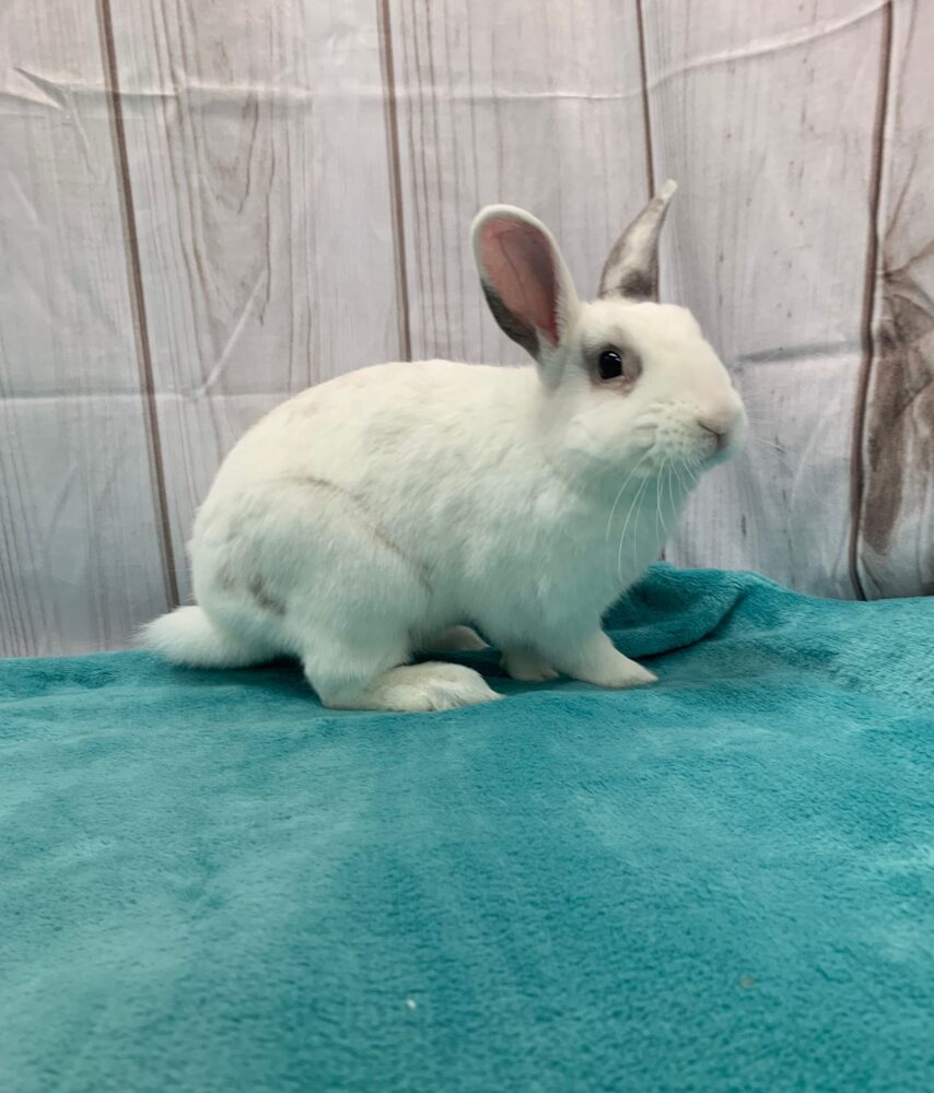 Adoption Information - The Bunny Bunch