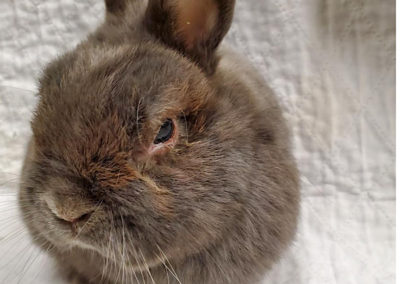 The Bunny Bunch | A Non Profit, No Kill Rabbit Rescue and Education ...