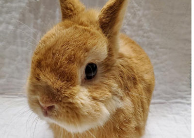 The Bunny Bunch | A Non Profit, No Kill Rabbit Rescue and Education ...