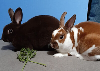 The Bunny Bunch | A Non Profit, No Kill Rabbit Rescue and Education ...