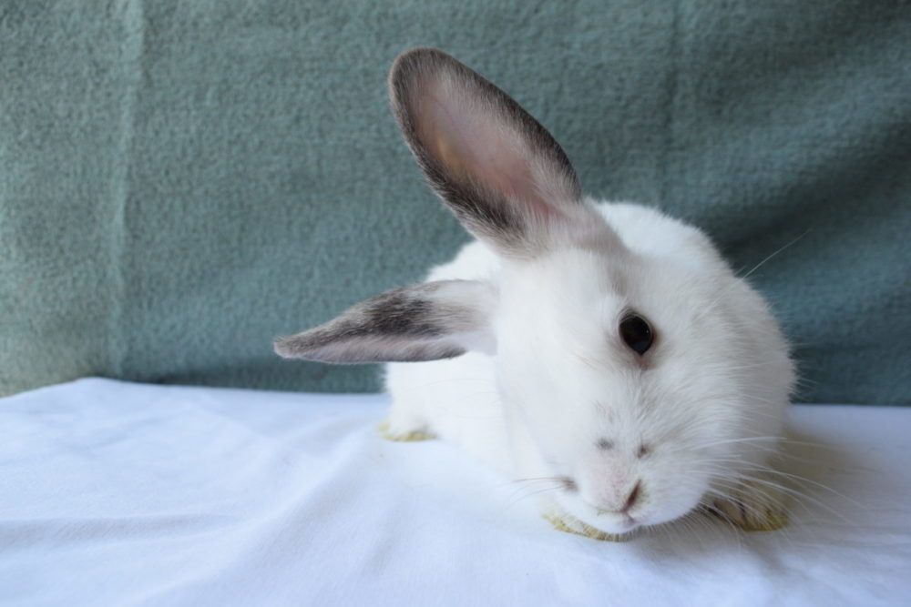 Dotty - The Bunny Bunch