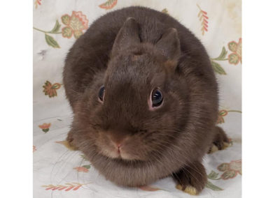 The Bunny Bunch | A Non Profit, No Kill Rabbit Rescue and Education ...