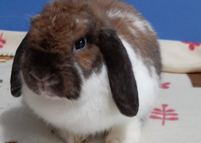 The Bunny Bunch | A Non Profit, No Kill Rabbit Rescue and Education ...