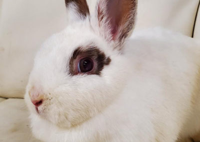 The Bunny Bunch | A Non Profit, No Kill Rabbit Rescue and Education ...