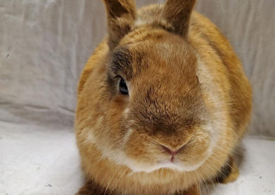 The Bunny Bunch | A Non Profit, No Kill Rabbit Rescue and Education ...