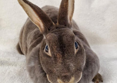 The Bunny Bunch | A Non Profit, No Kill Rabbit Rescue and Education ...