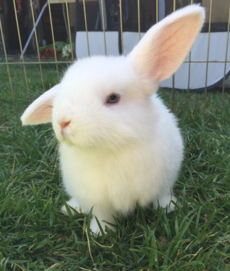 Finding a Rabbit a Home - The Bunny Bunch