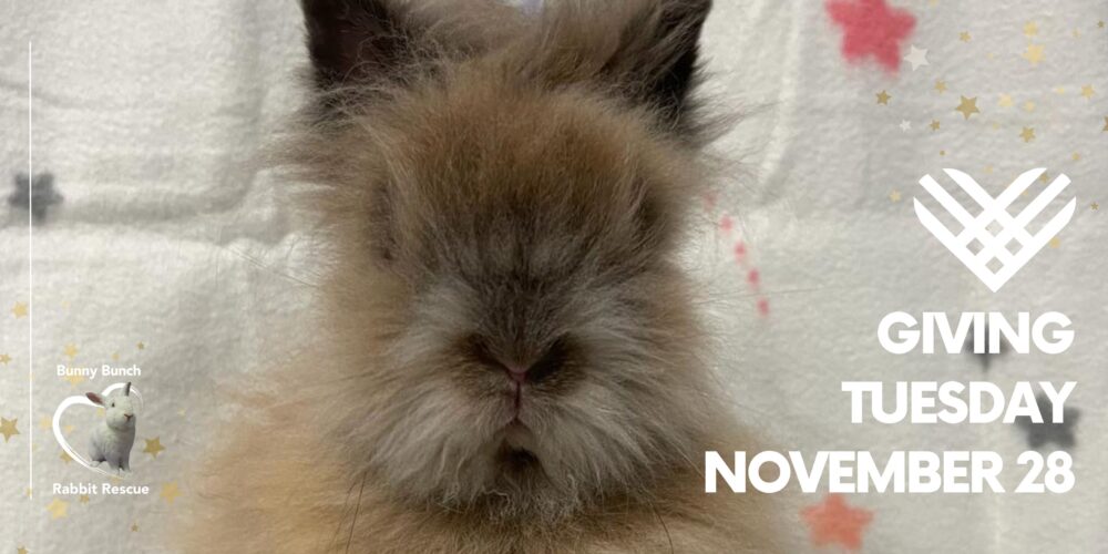 Today, November 28 is Giving Tuesday! - The Bunny Bunch