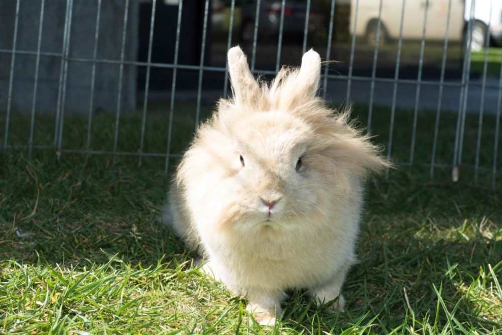 HOLLY WEB (1 of 1) - The Bunny Bunch