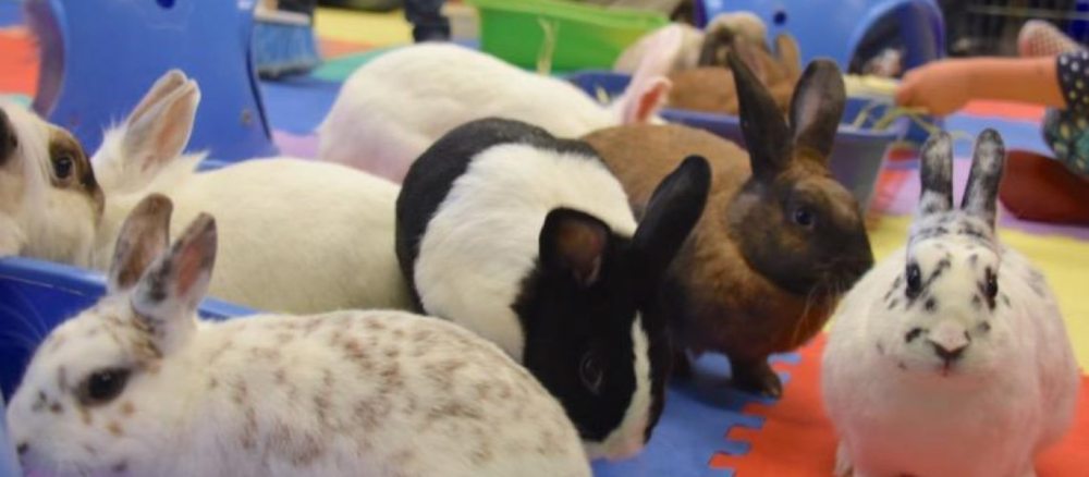 Hoppy Hour is back in 2026! - The Bunny Bunch