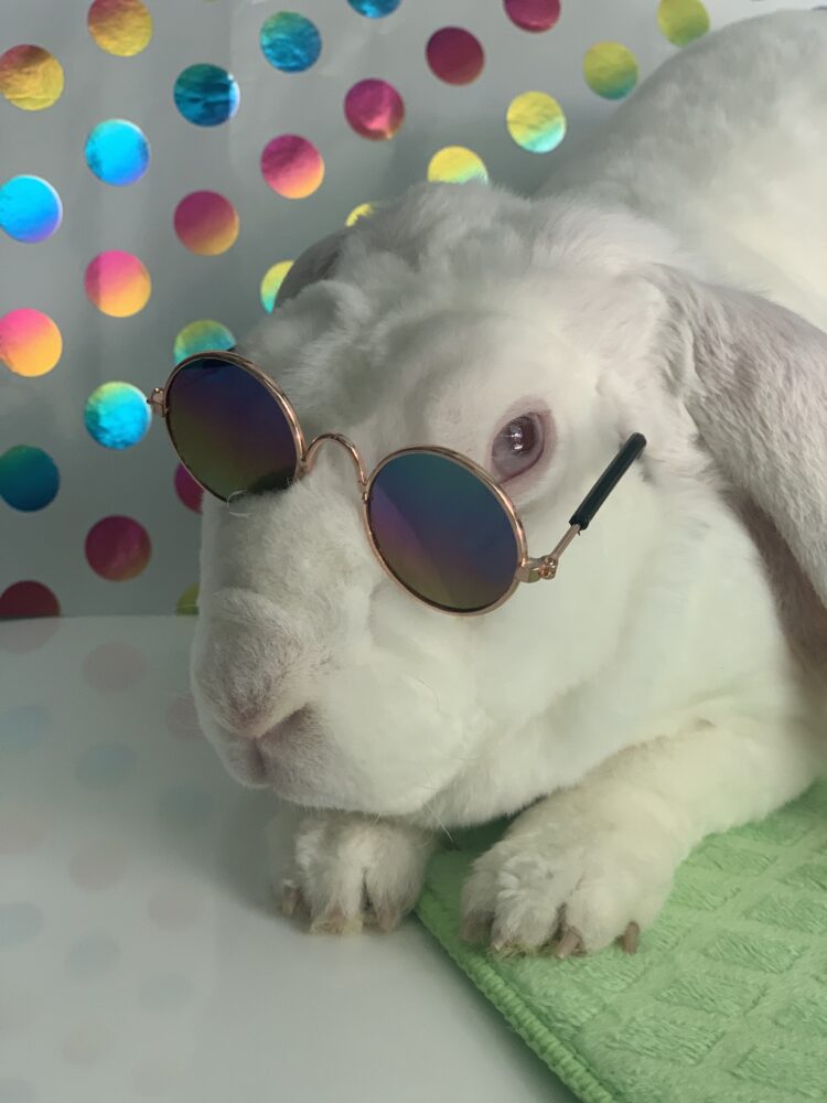 Keep your rabbits cool! - The Bunny Bunch