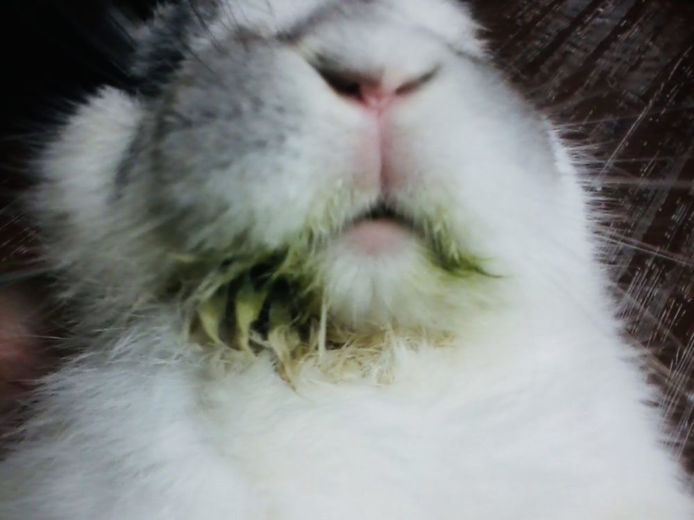 What does Drooling/Green Chin mean? - The Bunny Bunch
