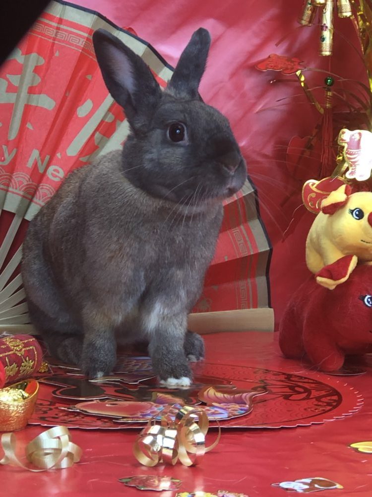 Lunar New Year Photo Shoot It’s the year of the rat! - The Bunny Bunch