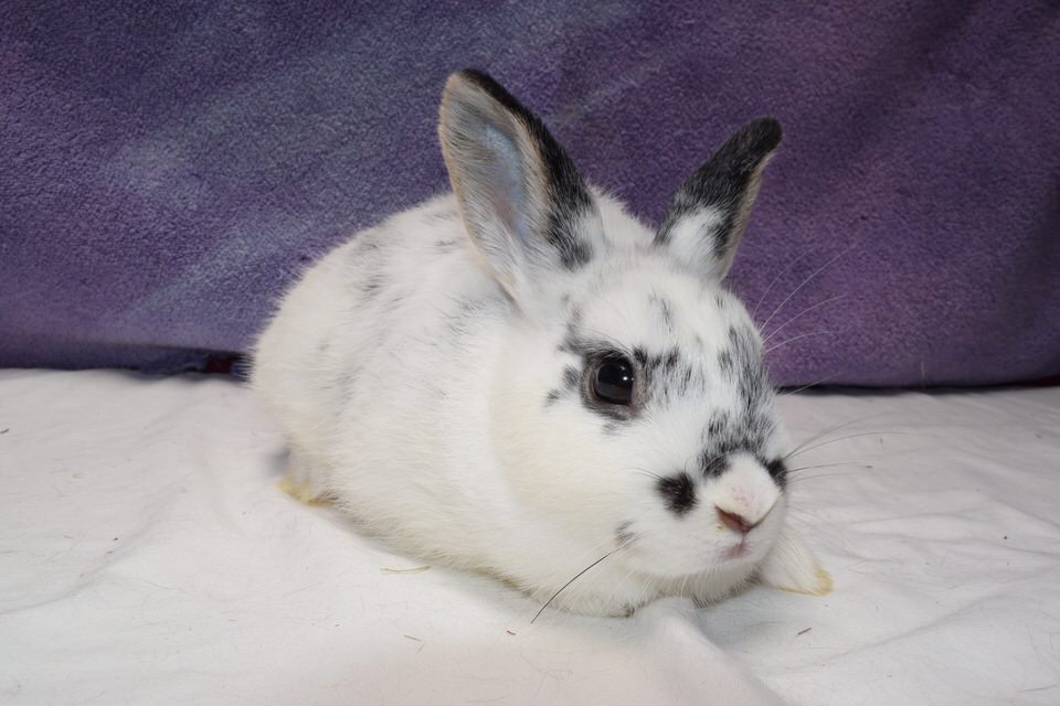 Kiwi - The Bunny Bunch