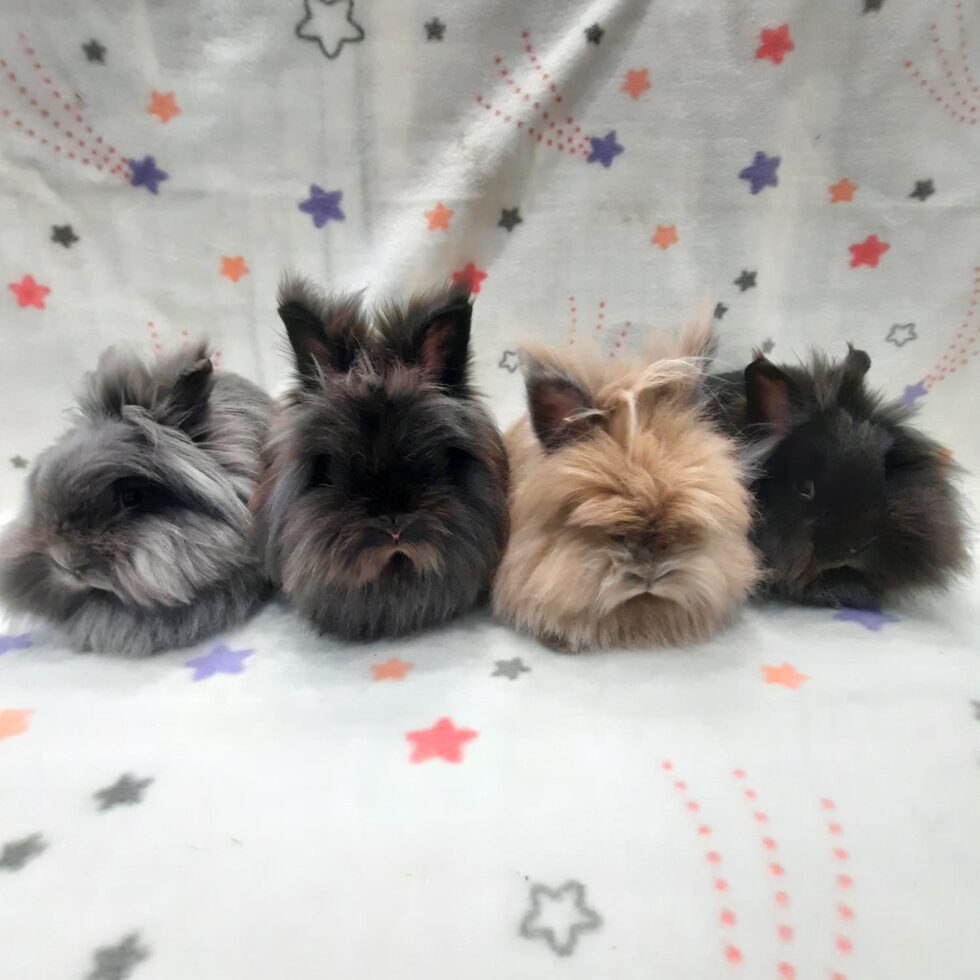 Lillith & Leila & Lotty & Lizzie - The Bunny Bunch