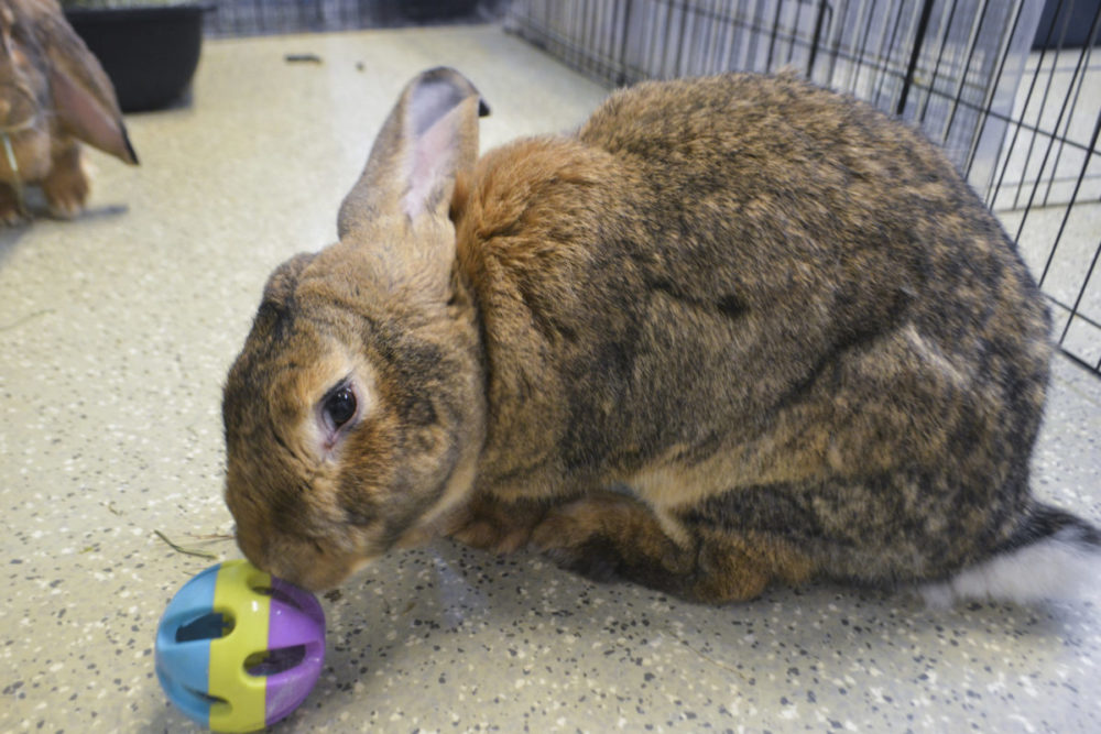 Lenny - The Bunny Bunch