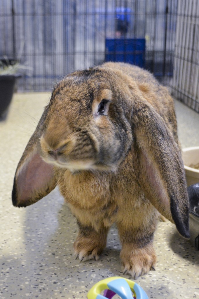 Lulu - The Bunny Bunch