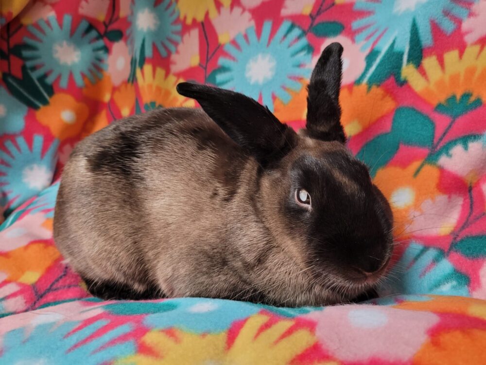 Adoption Information - The Bunny Bunch