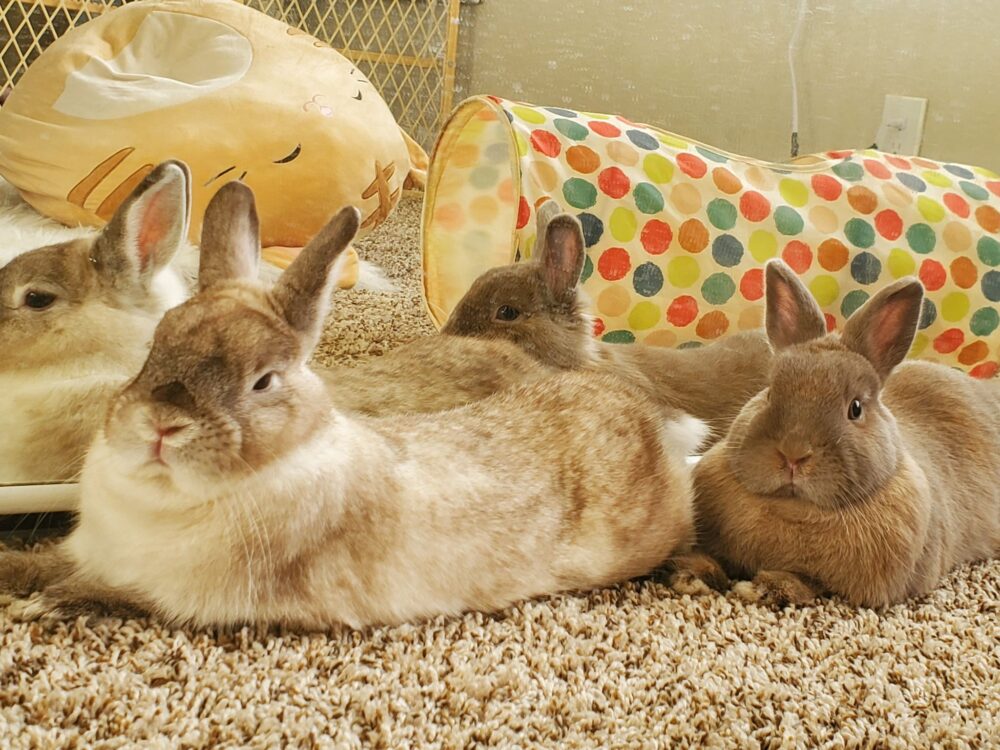 Adoption Information - The Bunny Bunch