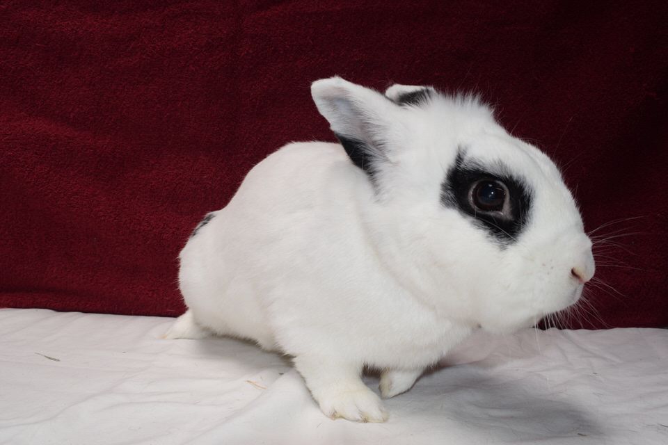 Pandabear - The Bunny Bunch