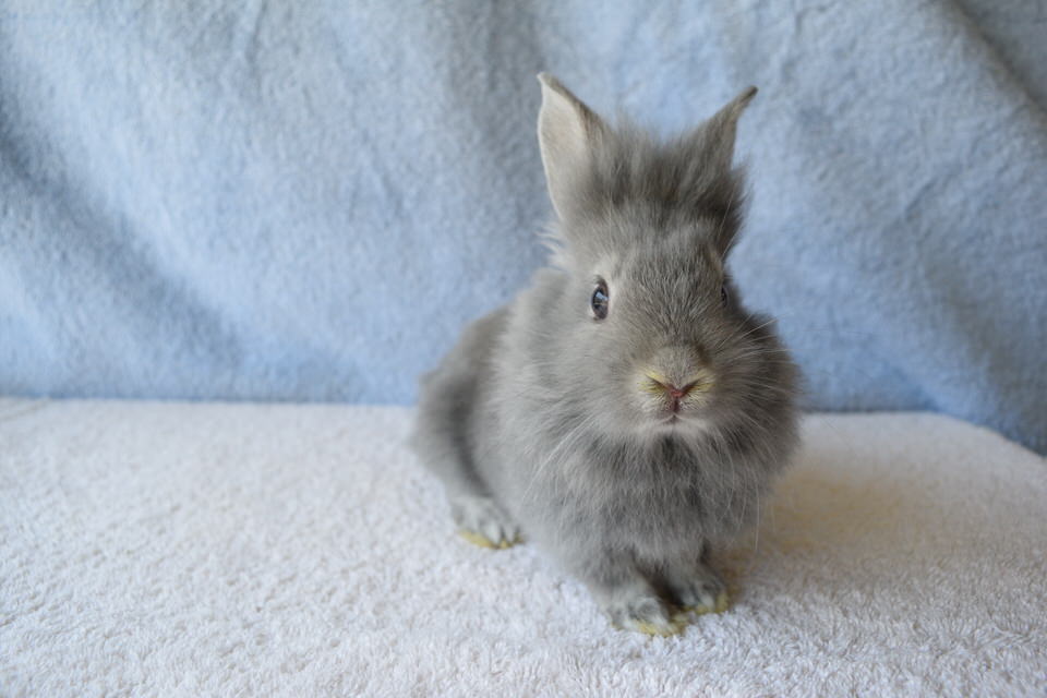 Pipkin - The Bunny Bunch