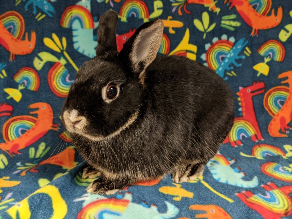 Adoption Information - The Bunny Bunch
