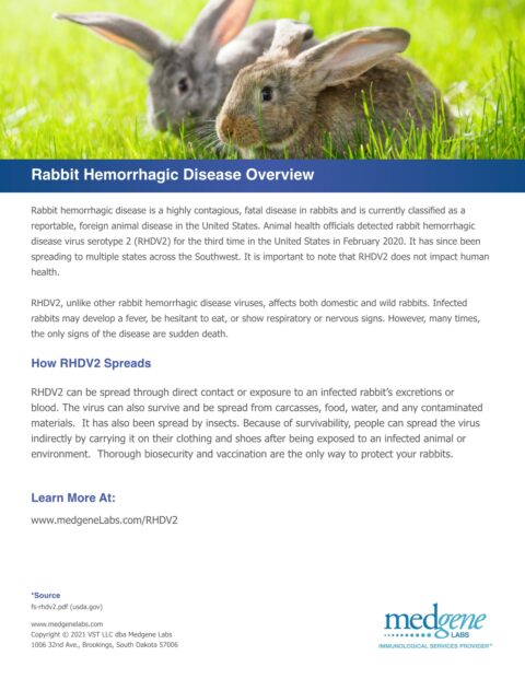 Rabbit Health, Care & Behavior - The Bunny Bunch